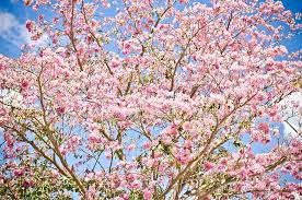 Maculis Rosa en Mérida, sensación en redes sociales