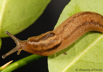 BIBOCA AMBIENTAL : LESMA, CARACOL, OU CARAMUJO?