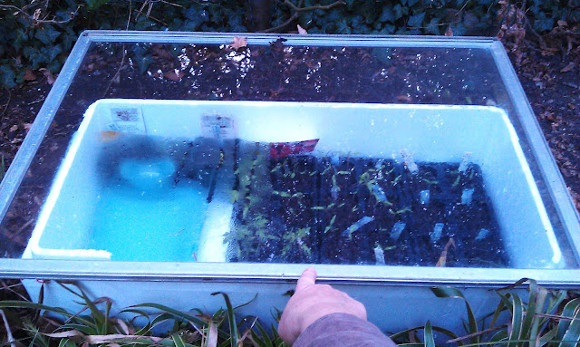 Nailsworth Gardener: Home Made Propagator