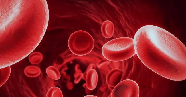 A Eritropoiese - Análises Clínicas.com