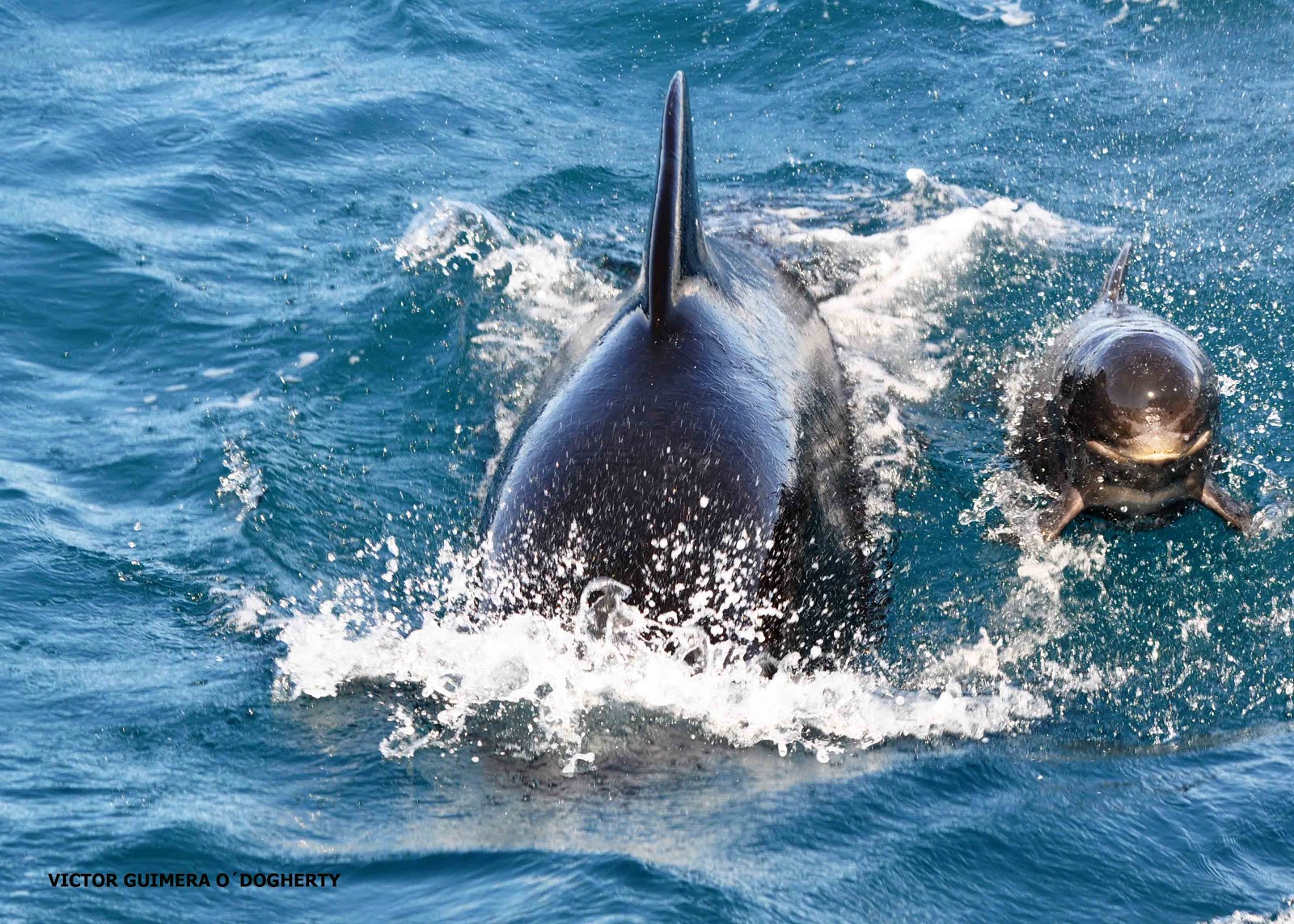 Mis imágenes de aves: EL CALDERON COMUN