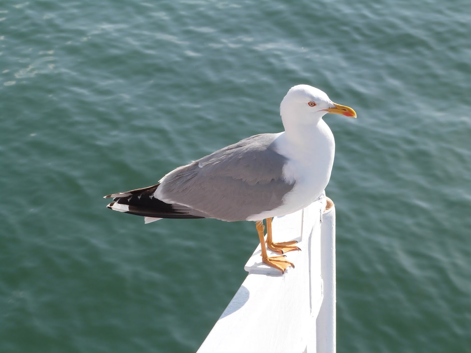 Frumusetile naturii: Pescarusul cu picioare galbene (Larus michahellis)