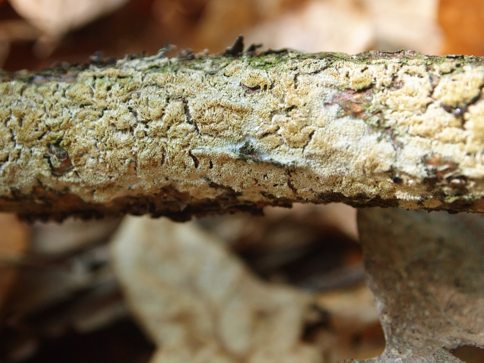 Calderdale Fungi - Halifax Scientific Society - Mycology Section ...