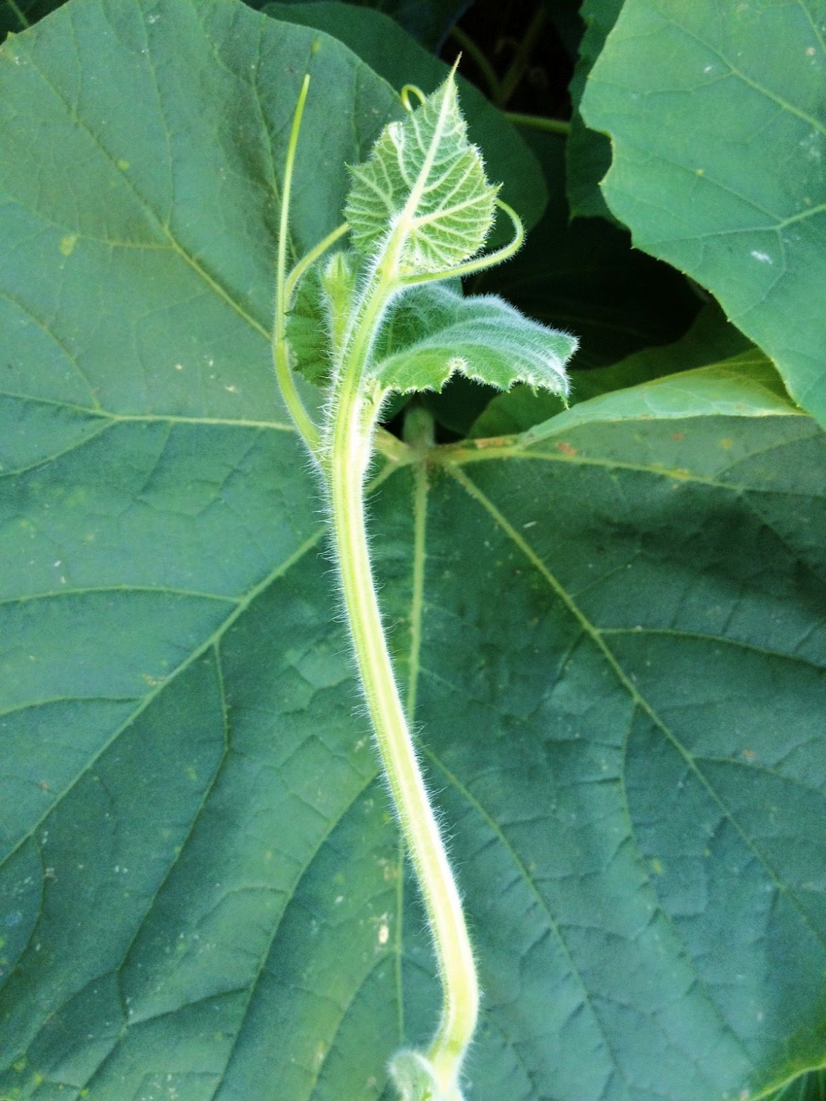 Sicily: Cuisine, Culture and Tradition: A Well-Kept Sicilian Secret ...