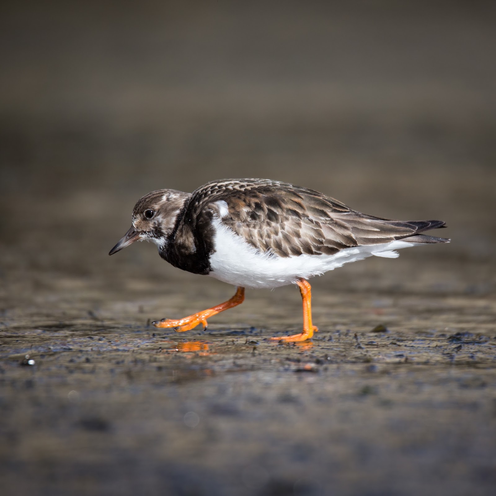 TrogTrogBlog: Bird of the week - Turnstone
