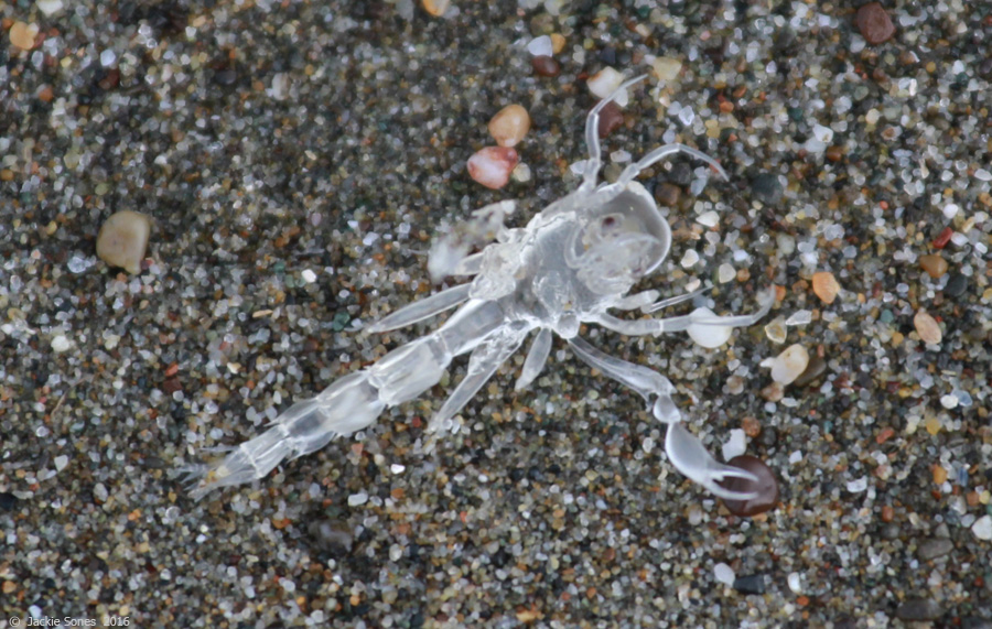 The Natural History of Bodega Head: Like crystal