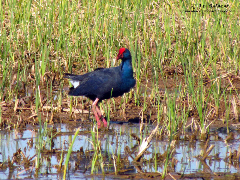 Miradas Cantábricas: El Calamón común