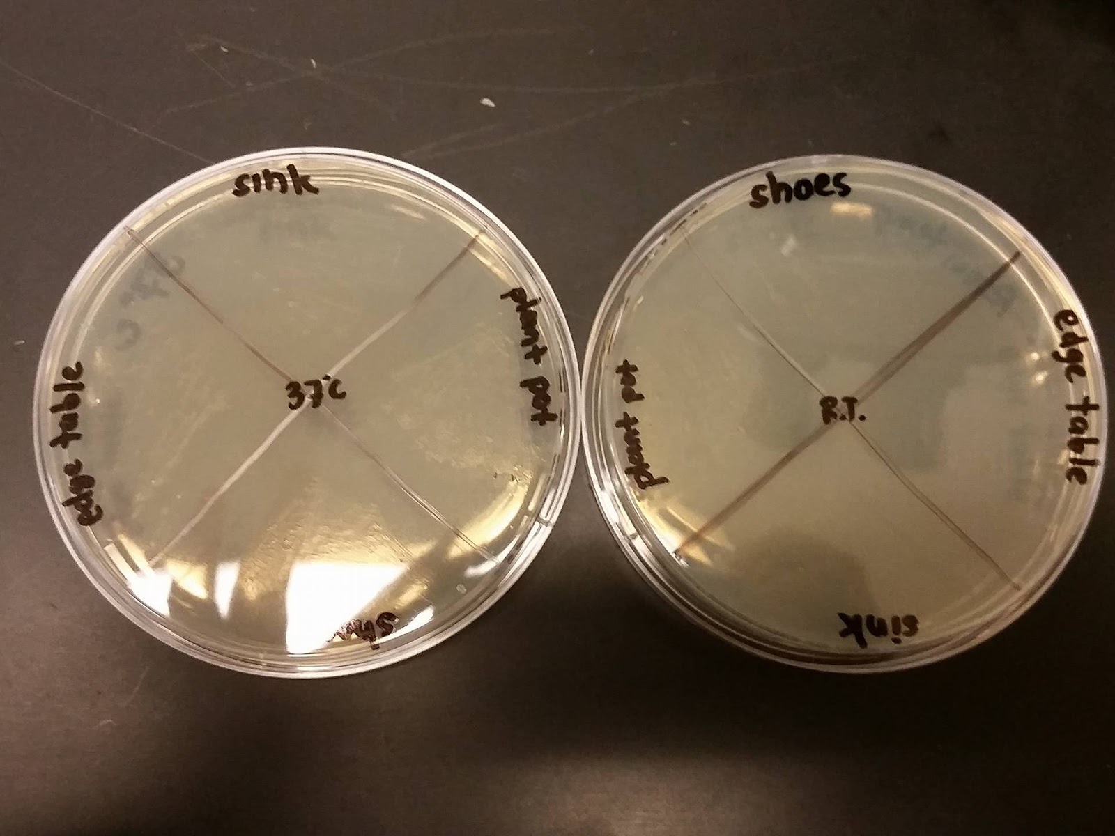 BIOL213 | PLANTS TWO: Mystery TSA Dish Bacteria by Jaena Bautista