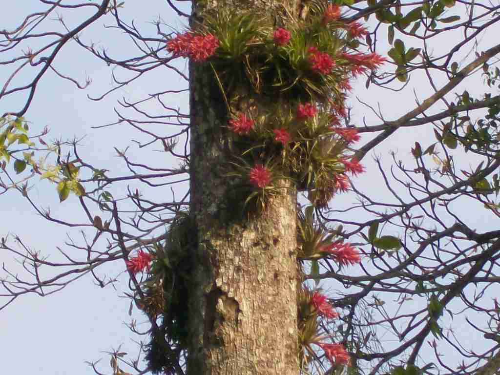 FALA CAIÇARA................Tecendo Tucun