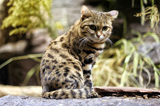 Black Footed Cat | Enter your blog name here