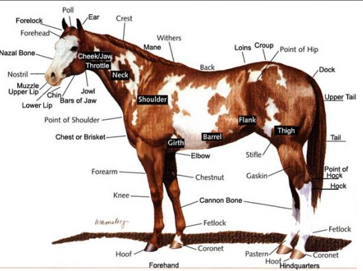 Horse Sense: Knowing their body