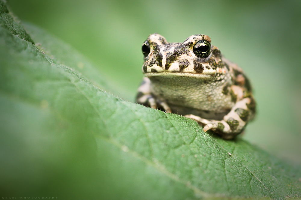 Atrej photography: ropucha zelená