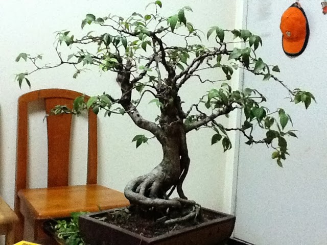 MyBonsai: Bonsai, Bonsai, Bonsaiiiii.... hmmmm..