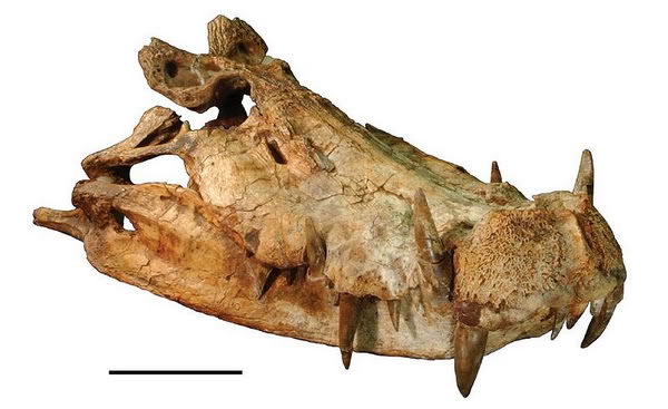 Species New to Science: [Paleontology • 2009] 'BoarCroc' | Kaprosuchus ...