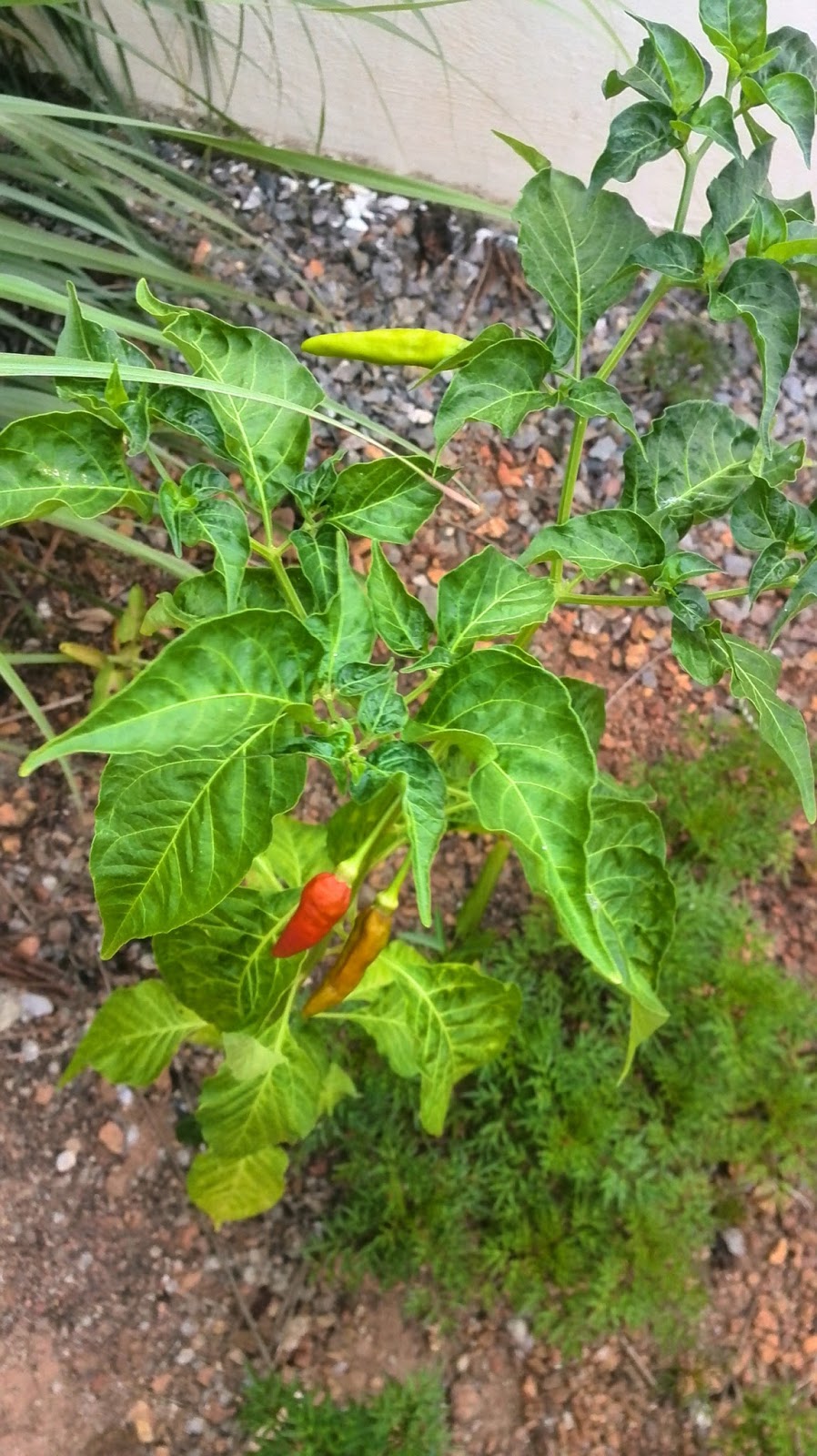 namakucella: ULAM PUCUK SENERUI...PUCUK PUTAT...PUCUK ULAM RAJA
