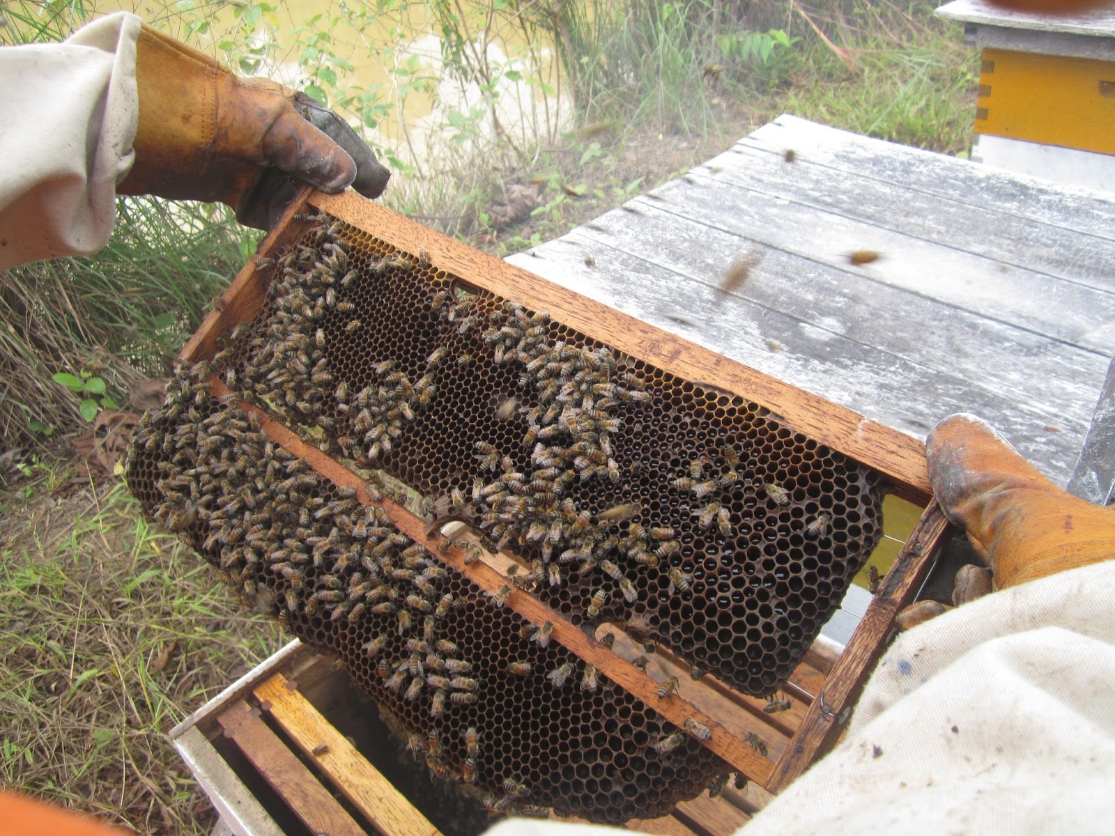 SERVICIOS AGROPECUARIOS S.R.L.: APIARIOS DE LA EMPRESA SERVAGRO S.R.L.