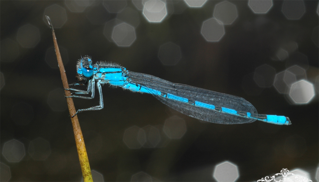 Libélulas. Mundo acuático (1ª parte) ~ La magia de la luz
