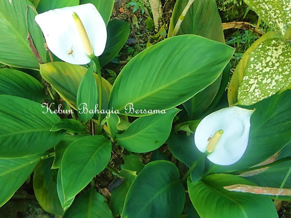 Kebun Bahagia Bersama: Bunga Warna Putih