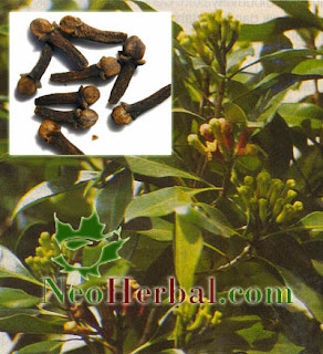 Neo herbal: Manfaat Cengkeh Untuk Kesehatan