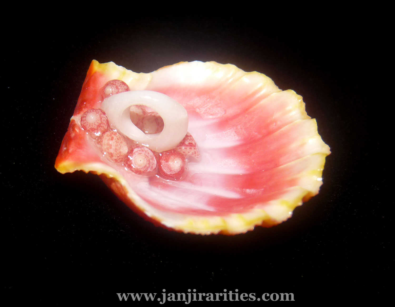 Kahelelani & Sunrise shell jewelry by.... Janjira: Red sunrise shell ...