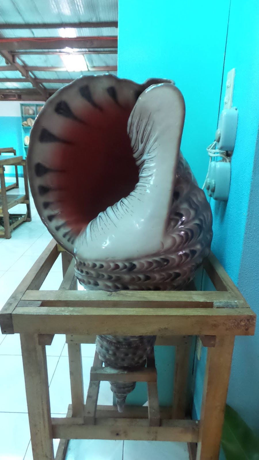 Trails and Travelogues: The (Nova) Shell Museum