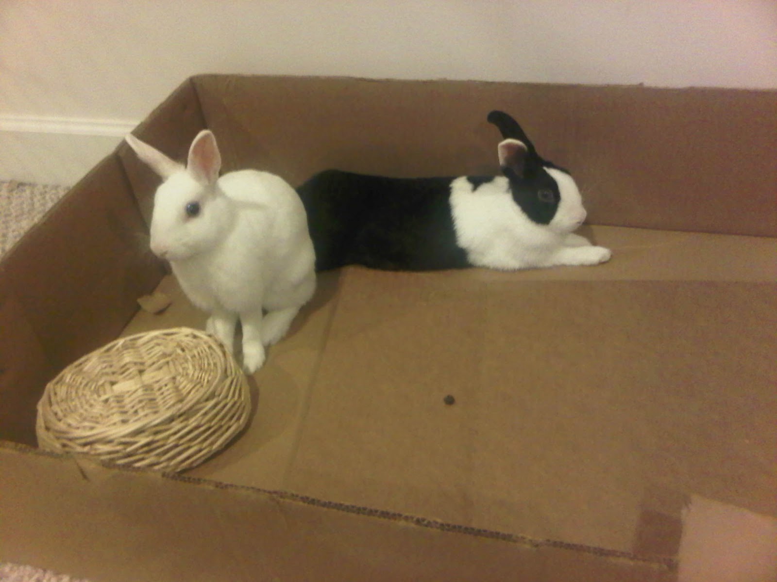 Rabbit Ramblings: Bunny Monday Meme*day (Who pooped?)