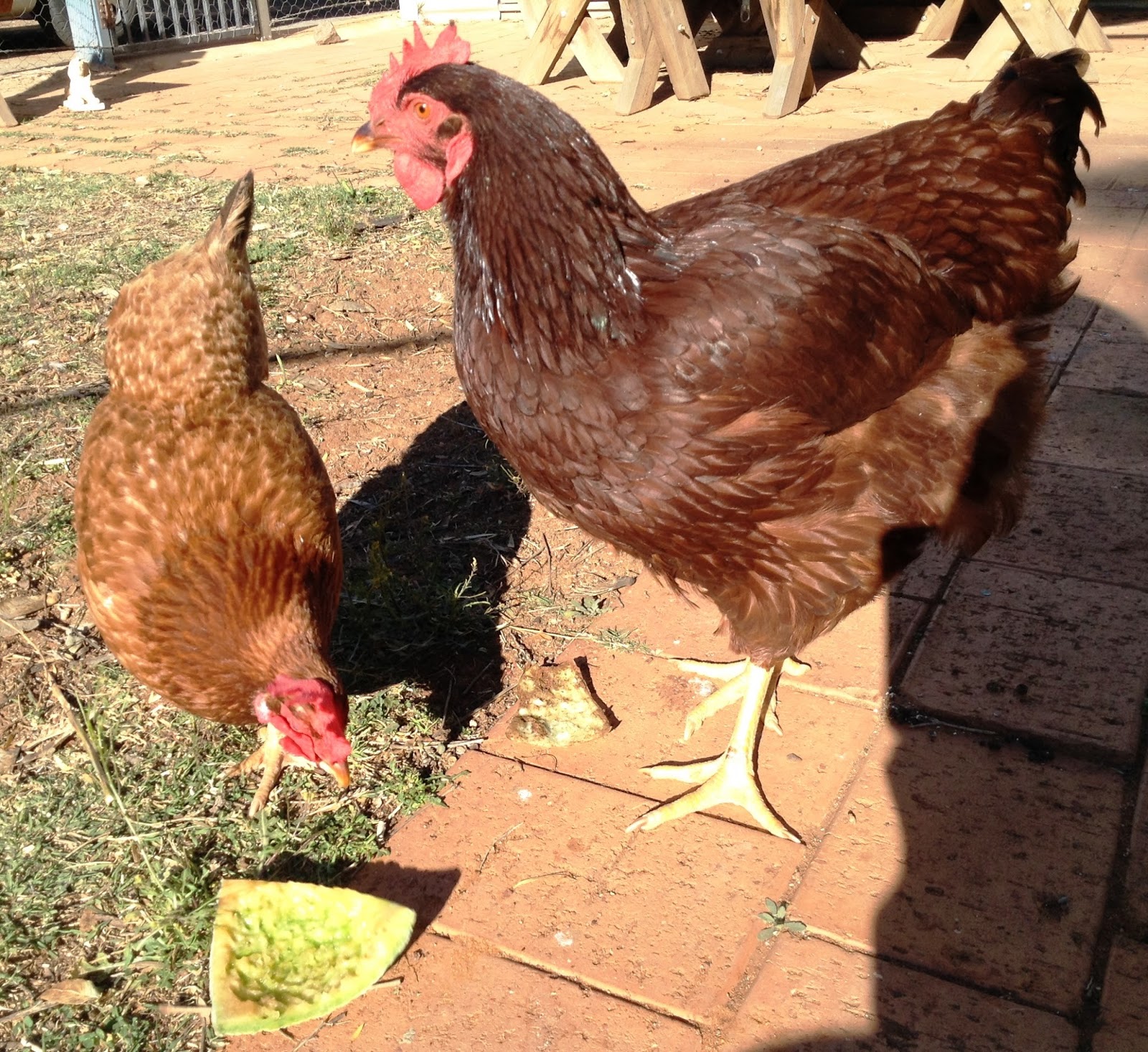 2 Happy Hens: Sunny Spring Days