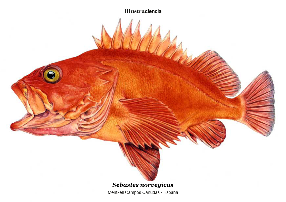 Sebastes norvegicus - Meritxell Campos Canudas