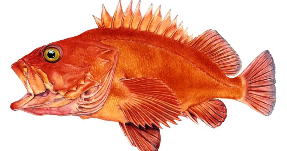 Sebastes norvegicus - Meritxell Campos Canudas