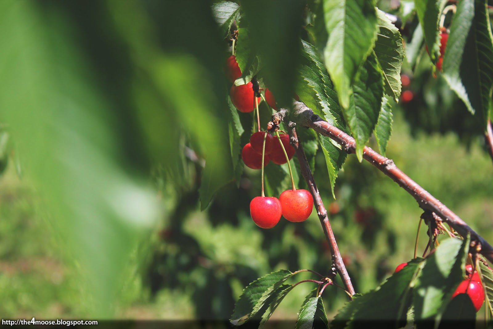Hokkaido | Sakuranbo (さくらんぼ) | theMOOSE | makan travel 画画 * a Singapore ...