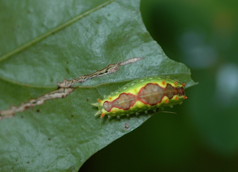 Field Biology in Southeastern Ohio: Stinging Slug Caterpillars, OUCH!!