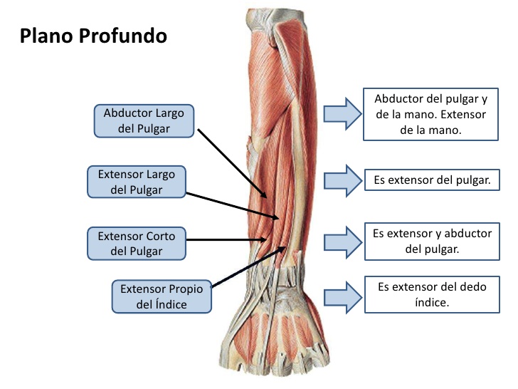 MECANISMOS TENDINOSOS FLEXORES (extensor tendinous mechanisms)