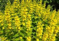 Takalo-Roppolan puutarha- ja mansikkatila: KELTAISET SYYSKUKKIJAT