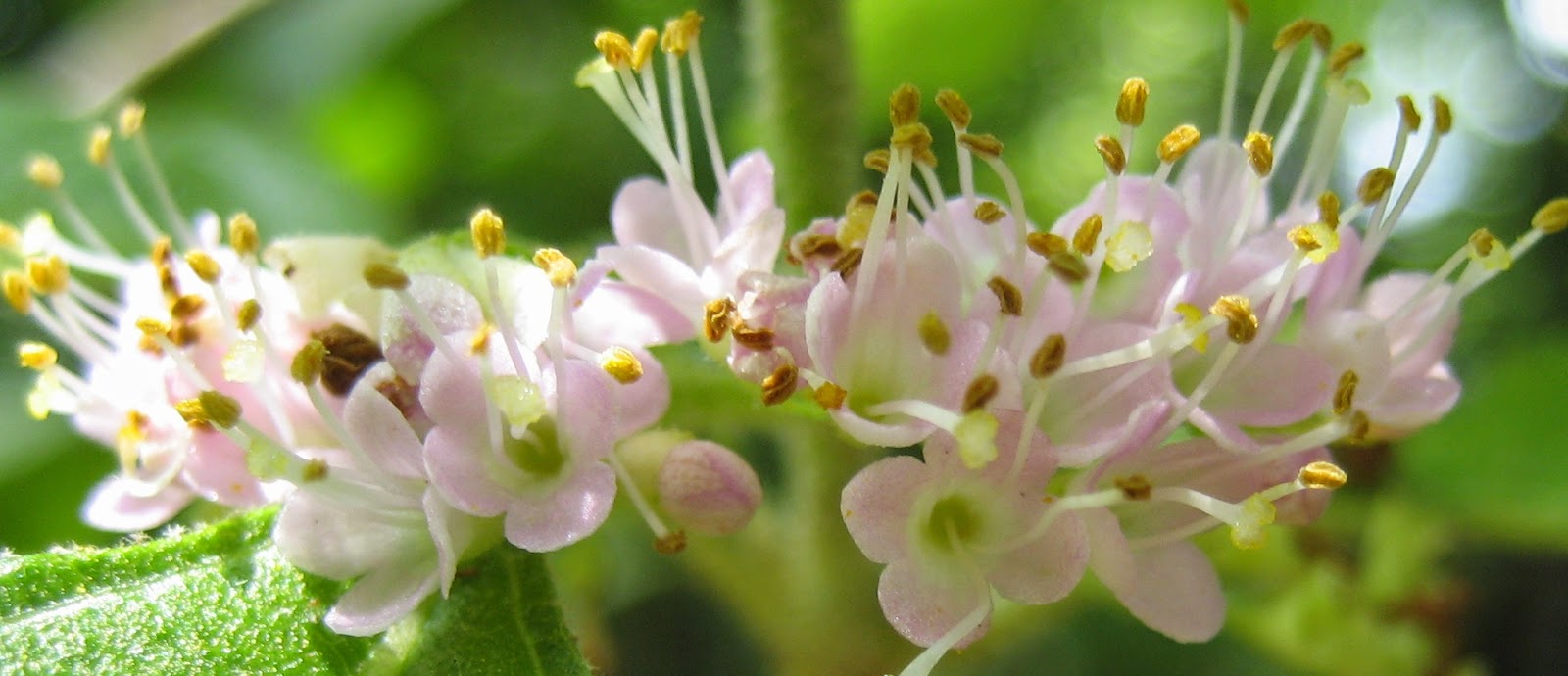 Discovering His Creation: American Beautyberry / French Mulberry ...