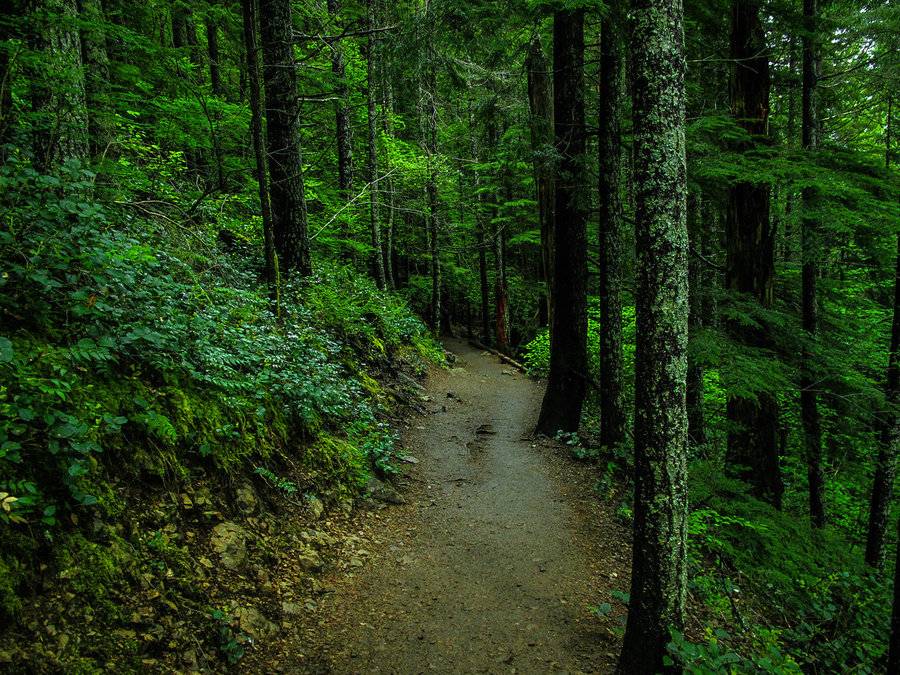 mangozeen: PATH THROUGH THE FOREST The Factory