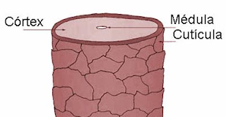 miblogdeanatomía: Anexos cutáneos: el pelo