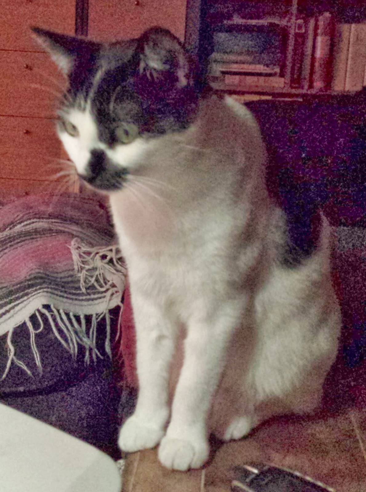 Inky Whisker's Musings: Monday Quickie ~ I gots a Pressie!