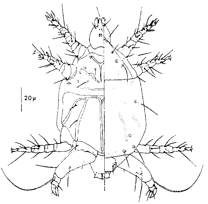 Variety of Life: Tarsonemidae