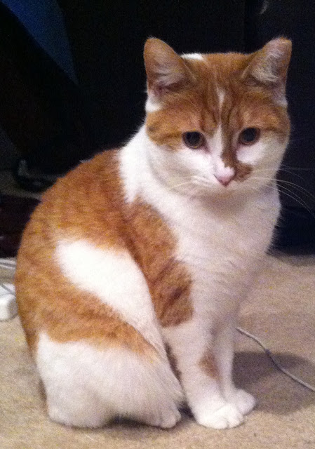 That's What She Said: Meet NUBBINS!!!