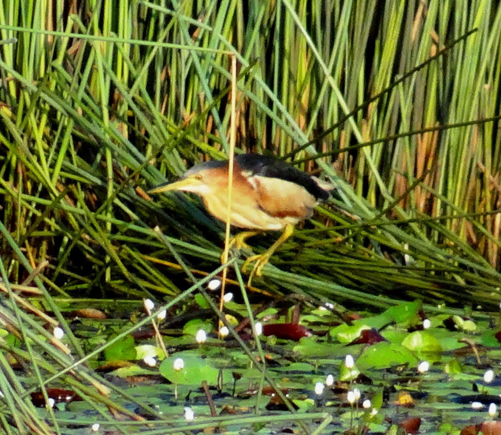 sunshinecoastbirds: Australian Little Bittern at Bli Bli