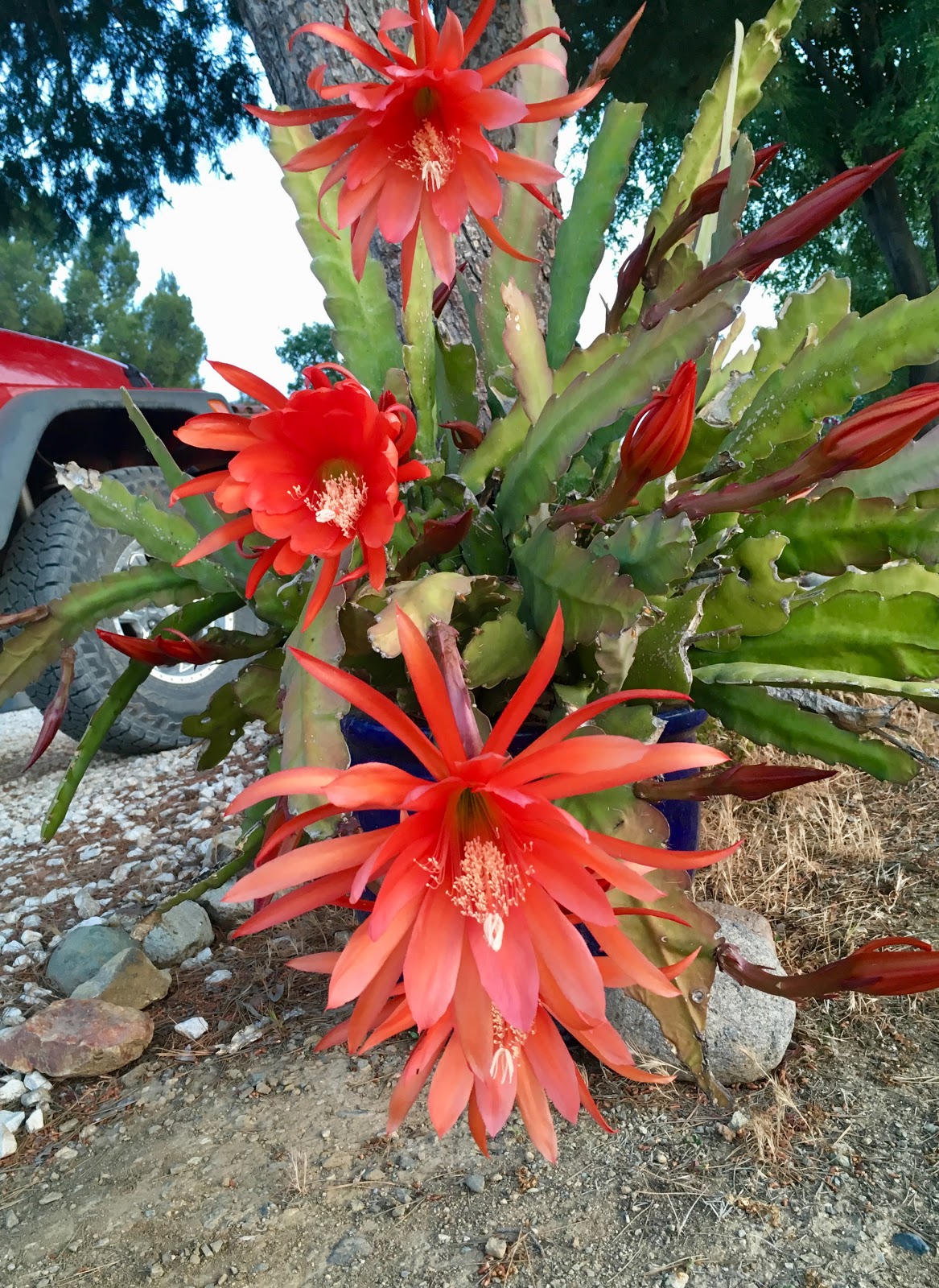 Caroline Gerardo : Epi Epiphyllum Care