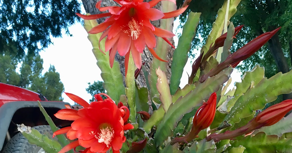Caroline Gerardo : Epi Epiphyllum Care