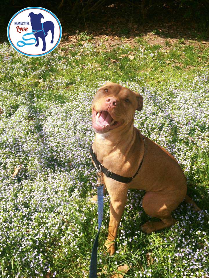 Dog The Best friend: Happy Dogs Inward Harnesses: Photos