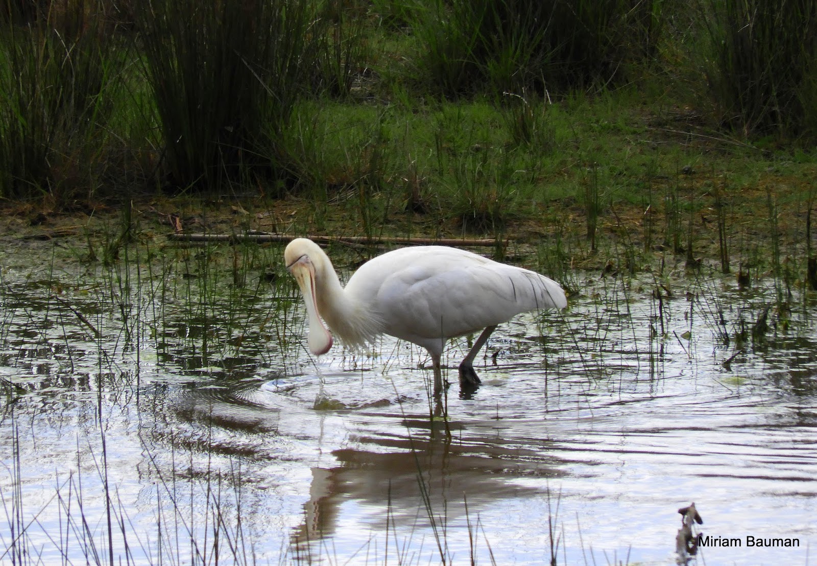 Yellow-billed Spoonbill (Spatule à bec jaune) - Travels With Birds