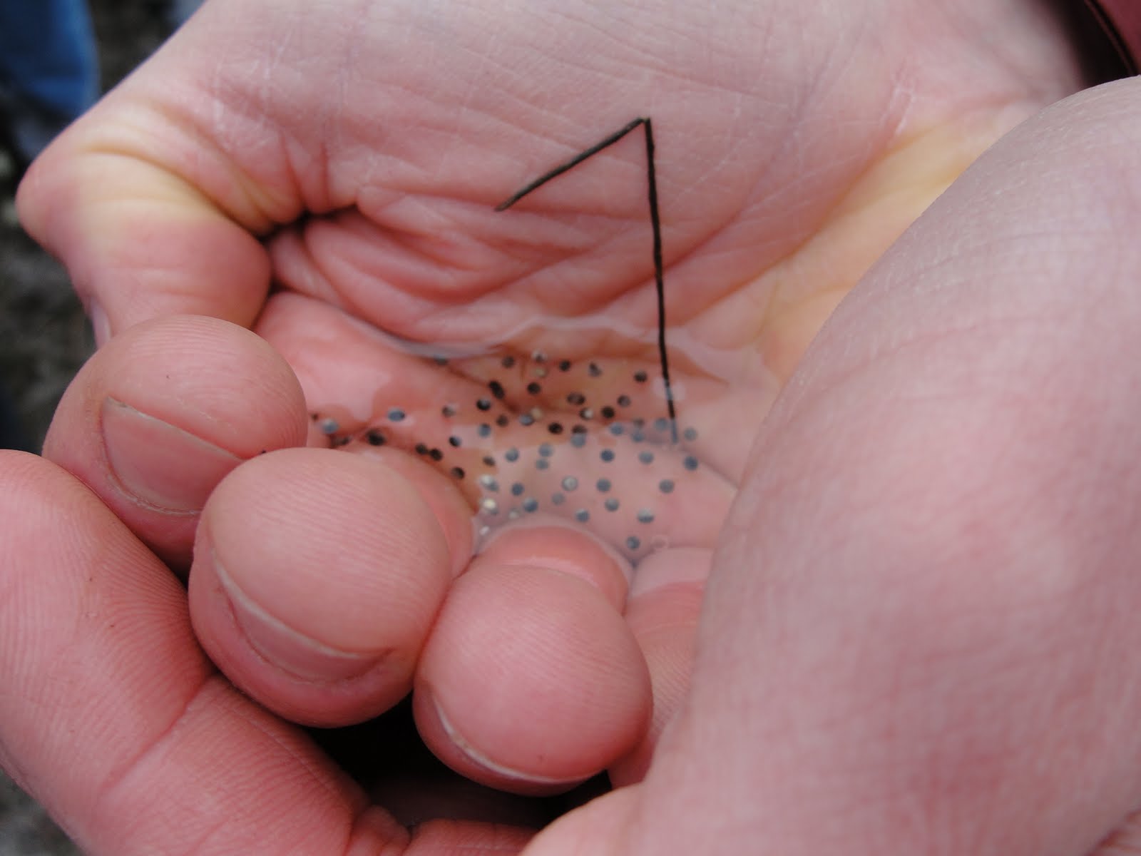 spadefoot toads | Mary Richmond's Cape Cod Art and Nature