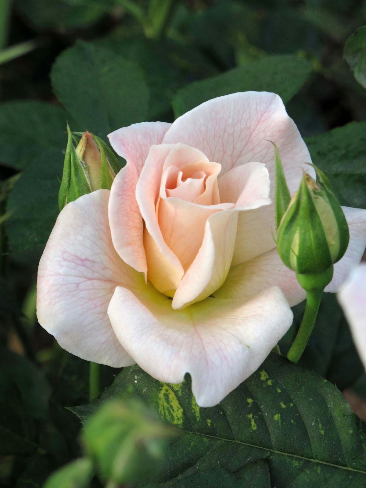 En el jardin: muchas rosas y algunos problemas