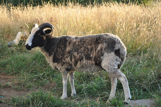 CraftyJeweler: Meet the Sheep