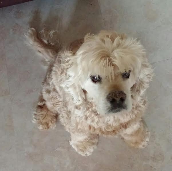 The Daily Bone: Saturday With Joey Dog