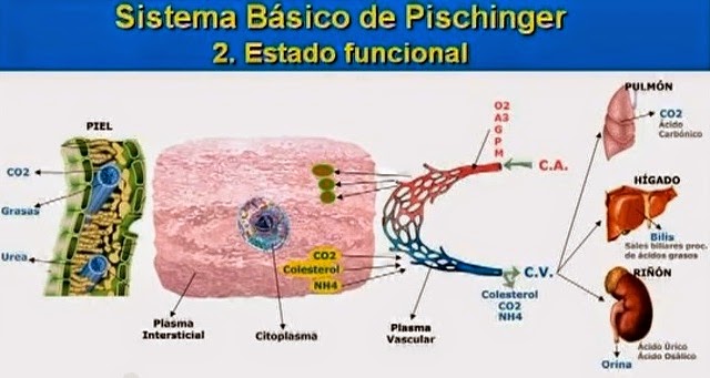 graviolateam finland: Die Grundregulation nach Pischinger oder: Der ...