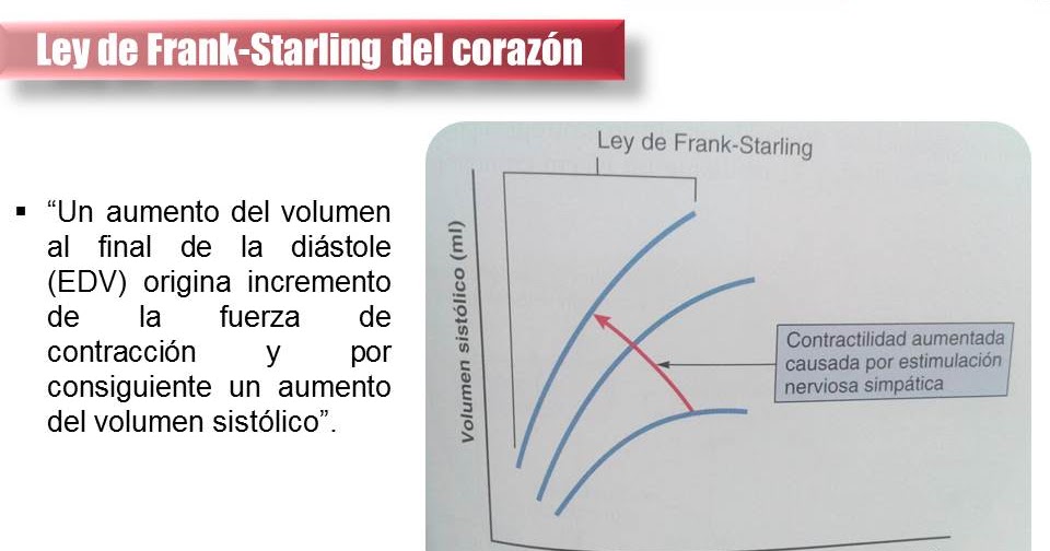 Portafolio virtual de fisiología: Ley de Frank-Starling